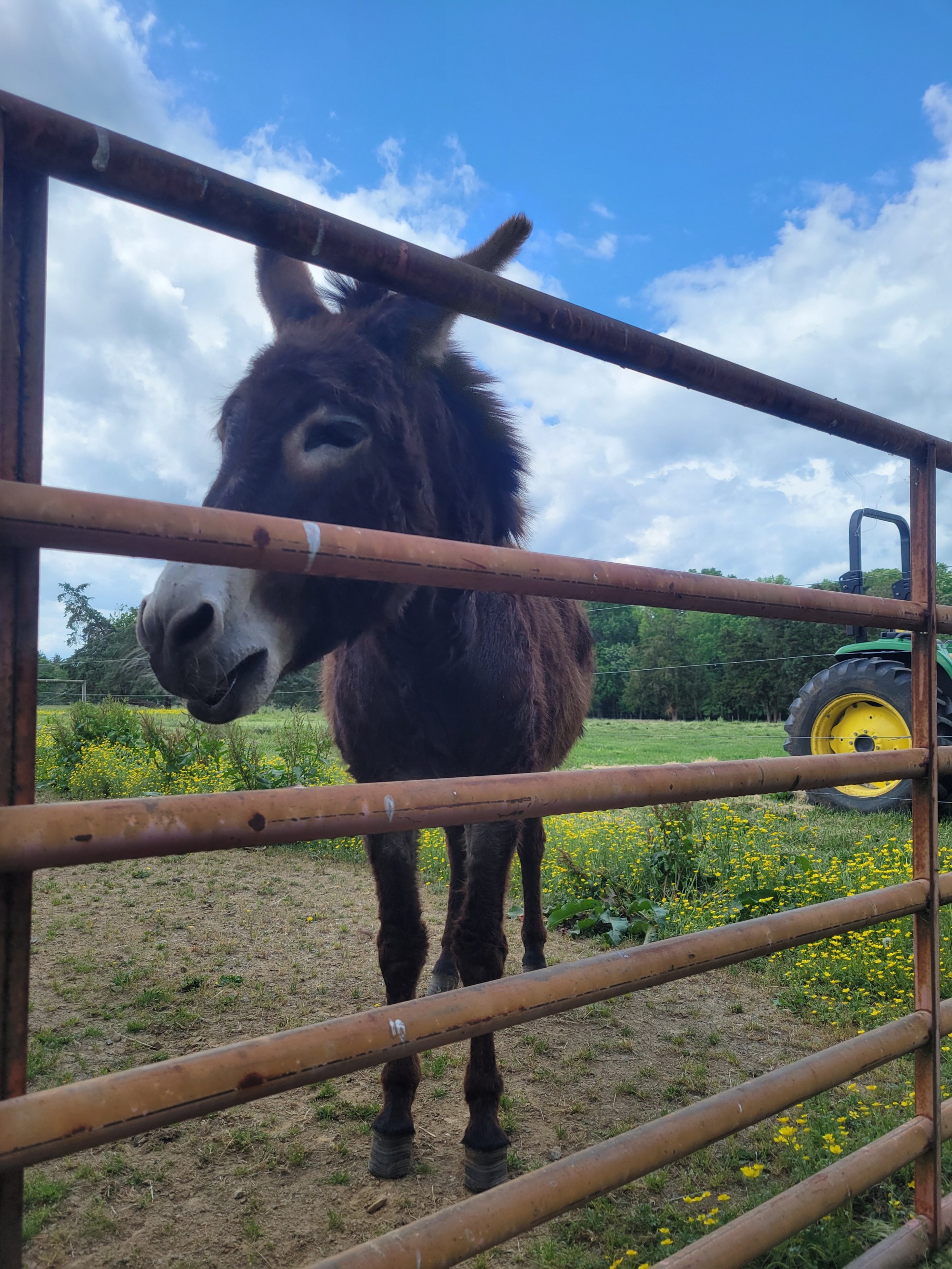 Life with Mack is Back- with Goats, Gardens, and Good Vibes – Life With ...